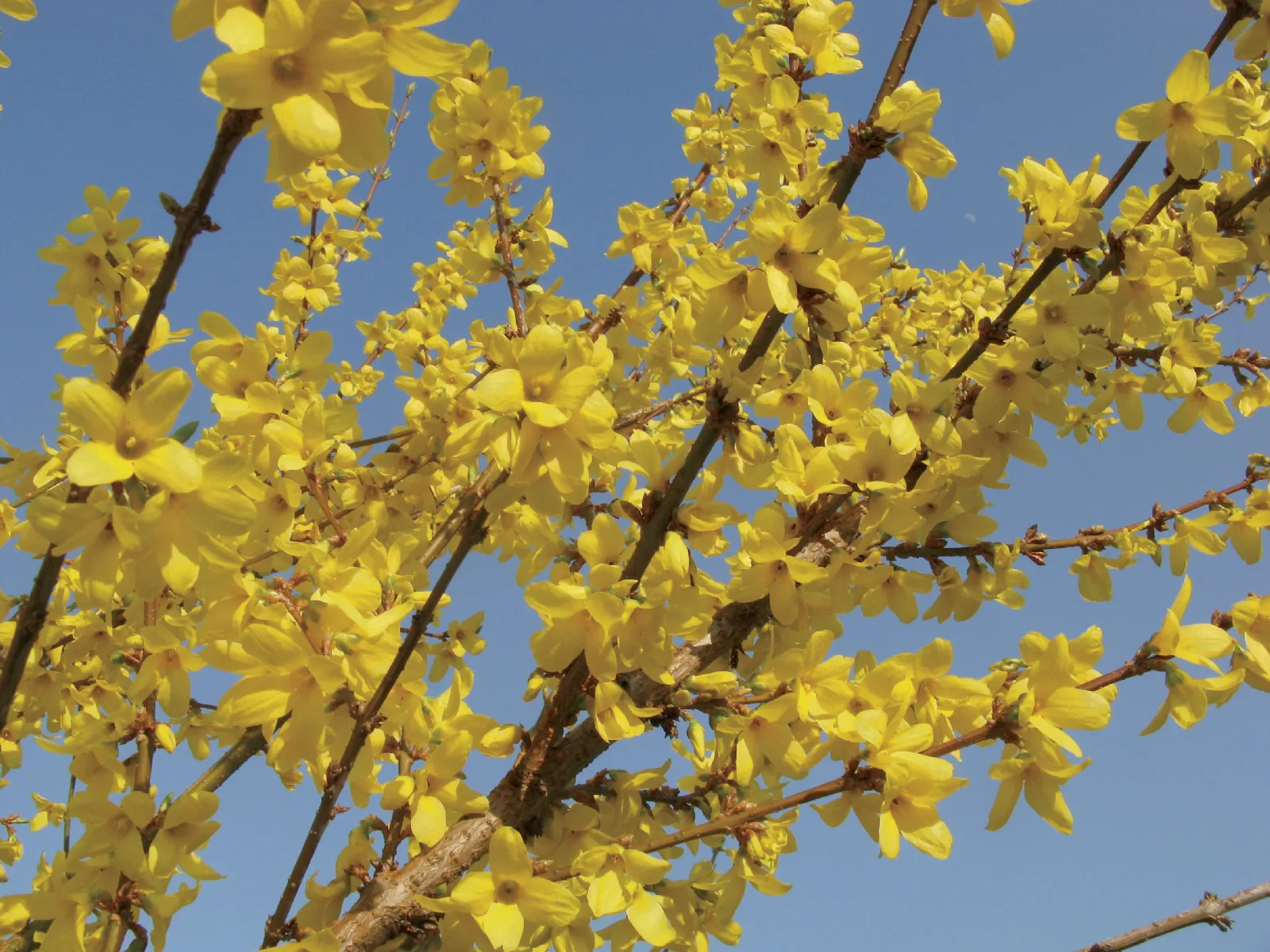 Breve guida alle piante da giardino