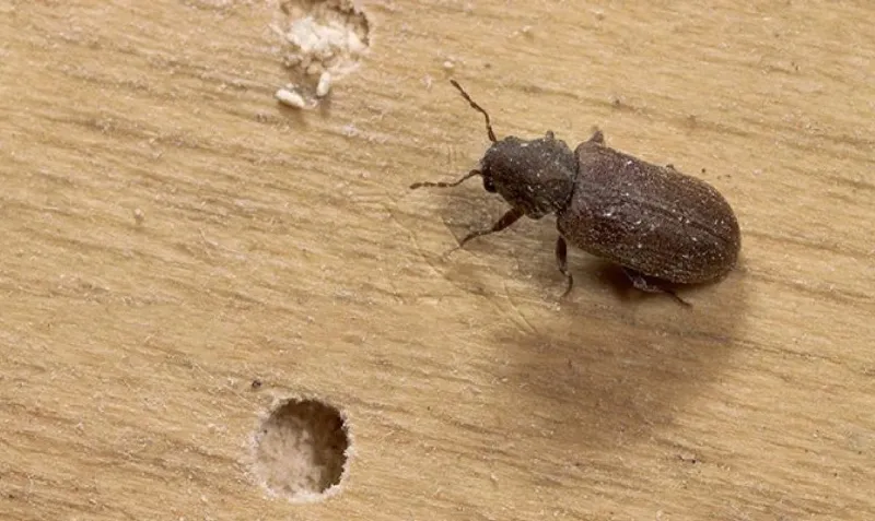 Come riconoscere e eliminare i tarli del legno